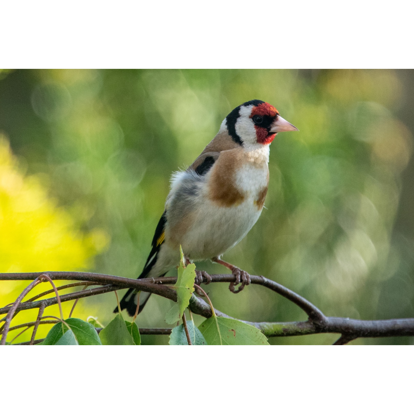 George Michael | howtube®